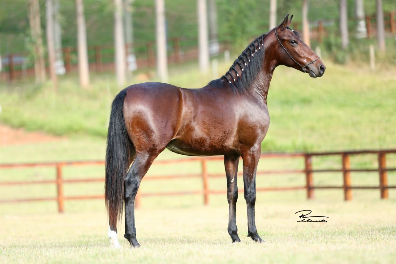 12 Dicas de Venda e Compra de Cavalos | Blog Equinogestor